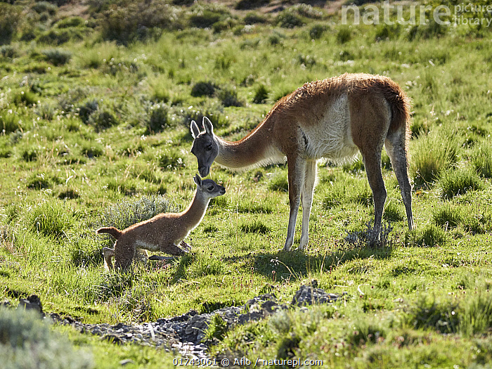 Stock photo of Guanico (Lama guanicoe) female with calf in grassland ...