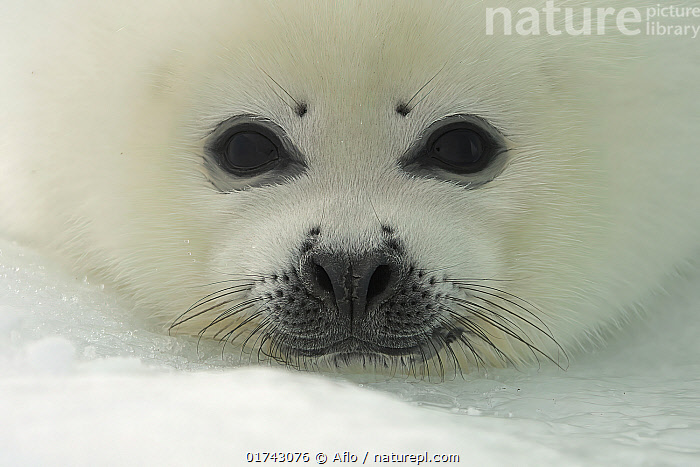 Harp Seal Head