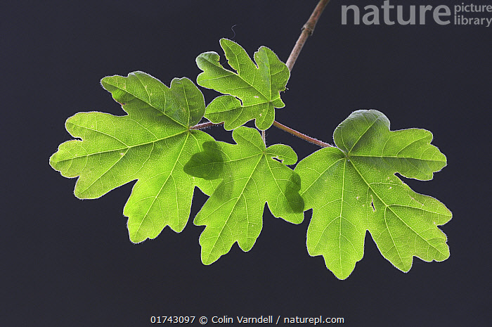 Stock photo of Field maple (Acer campestre) leaves in spring, Dorset, England, UK. April ...