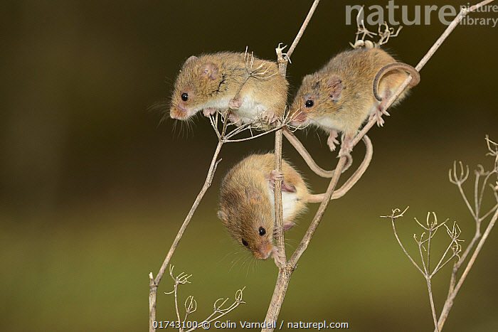 Stock photo of Three Harvest mice (Micromys minutus sorcinus) climbing ...