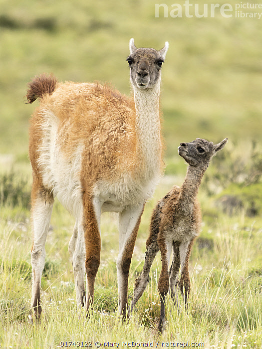 Stock photo of Guanaco (Lama guanicoe) female and newborn infant in ...