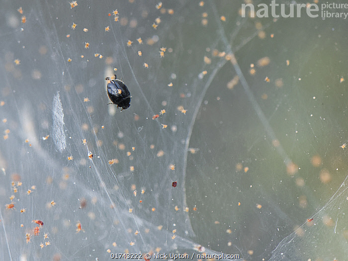 Stock photo of Dot ladybird (Stethorus pusillus) hunting Gorse spider ...