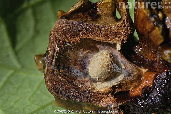 Stock photo of Knopper gall interior with Knopper gall wasp (Andricus ...