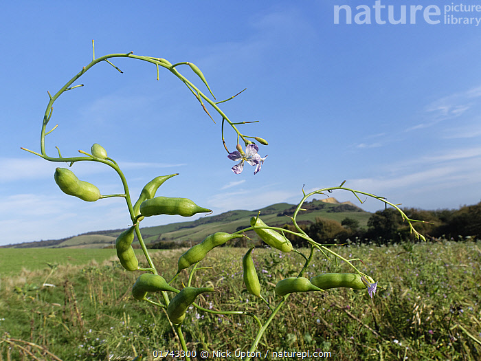 Stock photo of Fodder radish (Raphanus sativus oleiformis) with flowers ...