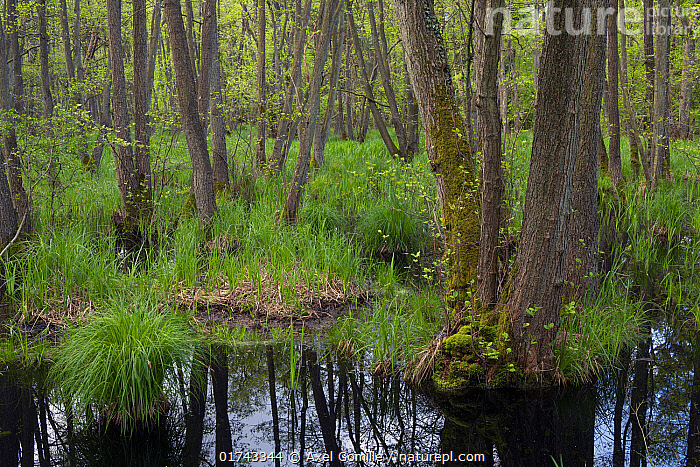 Stock photo of Swamp forest, dominated by Black alder (Alnus glutinosa ...
