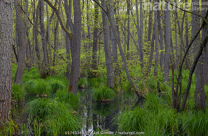 Stock photo of Swamp forest, dominated by Black alder (Alnus glutinosa ...