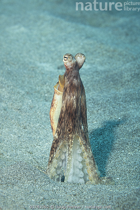 Stock photo of Hawaiian long-armed sand octopus (Thaumoctopus, Abdopus ...