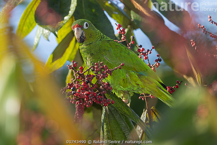 Puerto Rican Amazon Parrot