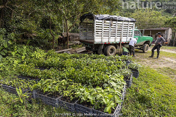 Stock photo of Young trees, Caoba (Swietenia macrophylla), Guanabana ...