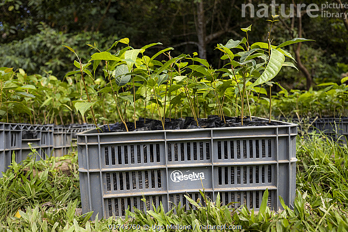 Stock photo of Young trees of Caoba (Swietenia macrophylla) in crate ...