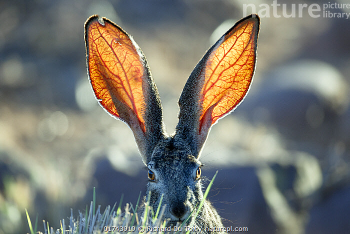 Stock photo of Scrub hare (Lepus saxatilis) head portrait, Karoo ...