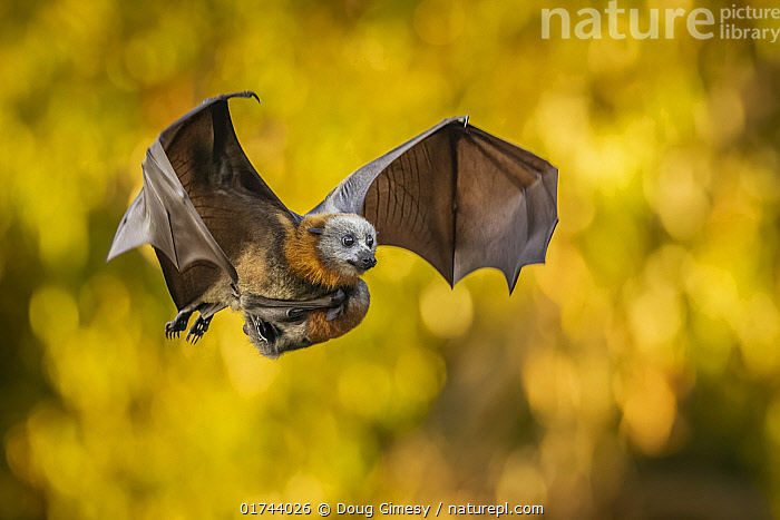 Stock photo of Grey-headed flying-fox (Pteropus poliocephalus) female ...