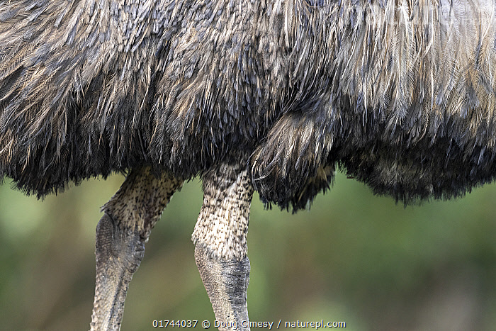 Emu Wing Size Think Bigger Emus Bring Scope To Backyard Poultry