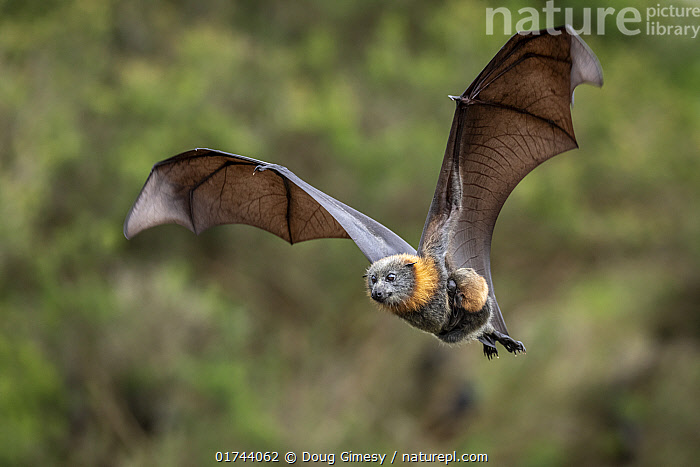 Stock photo of Grey-headed flying-fox (Pteropus poliocephalus) female ...
