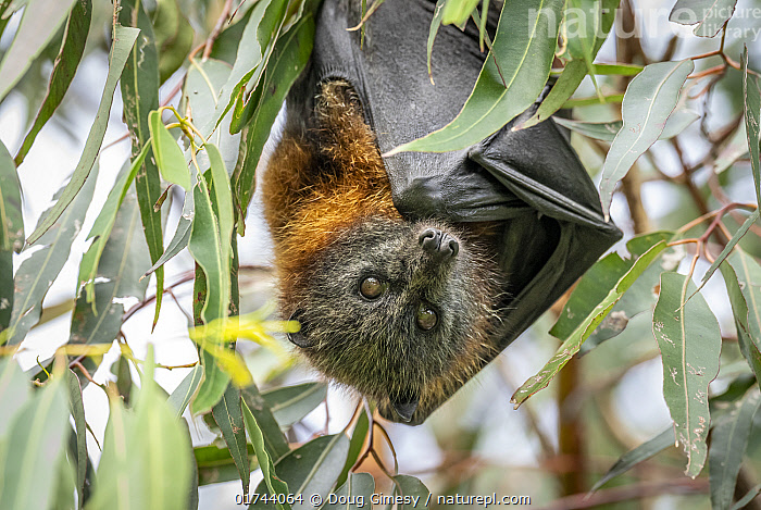 Stock photo of Grey-headed flying-fox (Pteropus poliocephalus) hanging ...