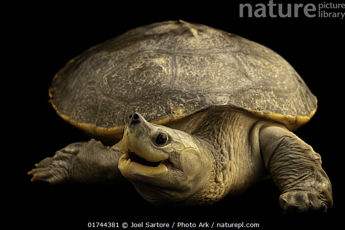 Stock photo of Northern river terrapin (Batagur baska) portrait, Turtle ...