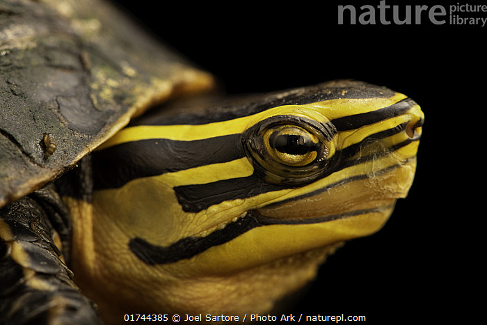 Stock photo of Myanmar lined box turtle (Cuora amboinensis lineata ...