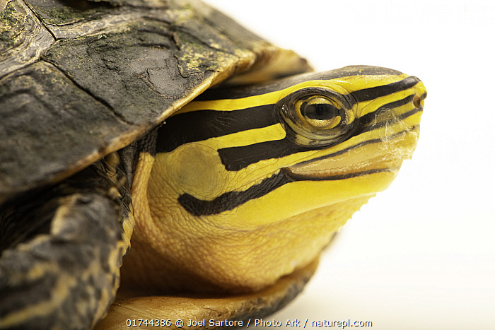 Stock photo of Myanmar lined box turtle (Cuora amboinensis lineata ...