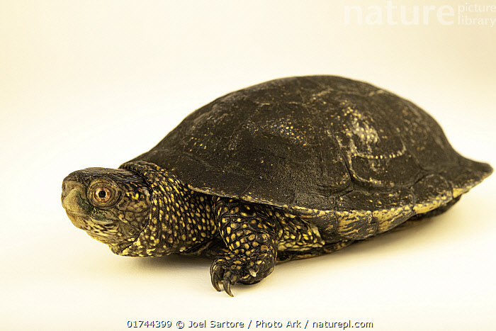 Stock photo of Hellenic pond turtle (Emys orbicularis hellenica) male ...