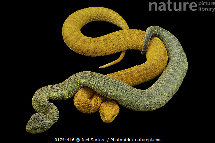 African Bush Viper Colors