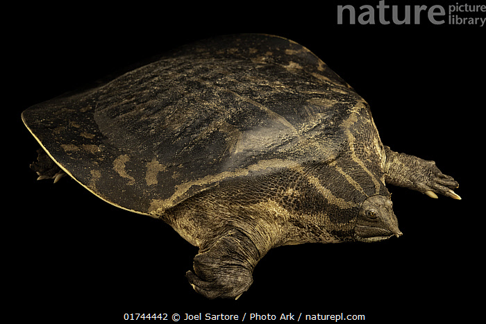Stock photo of Bibron's giant softshell turtle (Pelochelys bibroni ...