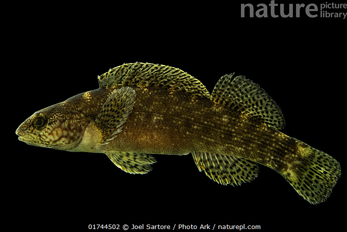 Stock photo of Coppercheeck darter (Nothonotus aquali) female, portrait ...