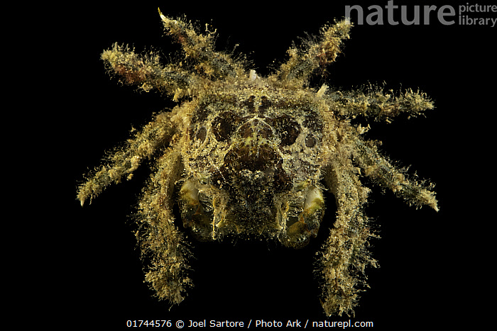 Stock photo of Philyra spider crab (Micippa philyra) portrait, from the ...