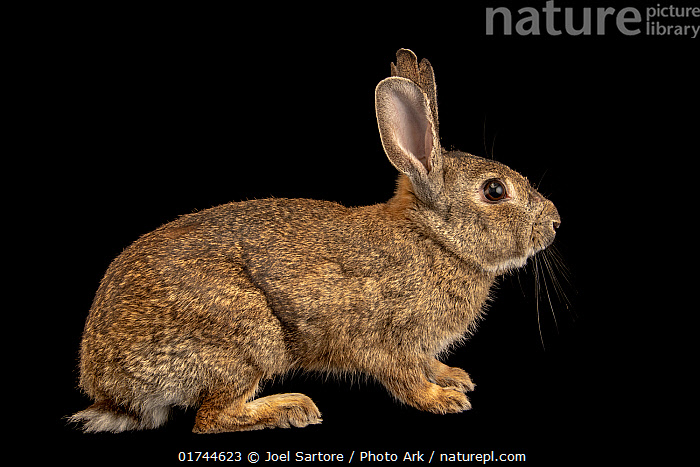 Stock photo of Iberian rabbit (Oryctolagus cuniculus algirus) portrait ...