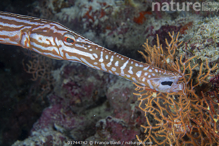 Stock photo of Chinese trumpetfish (Aulostomus chinensis) swimming over ...