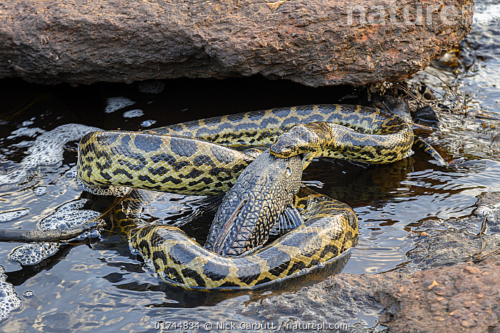Stock photo of Yellow anaconda (Eunectes notaeus) with fish prey in ...
