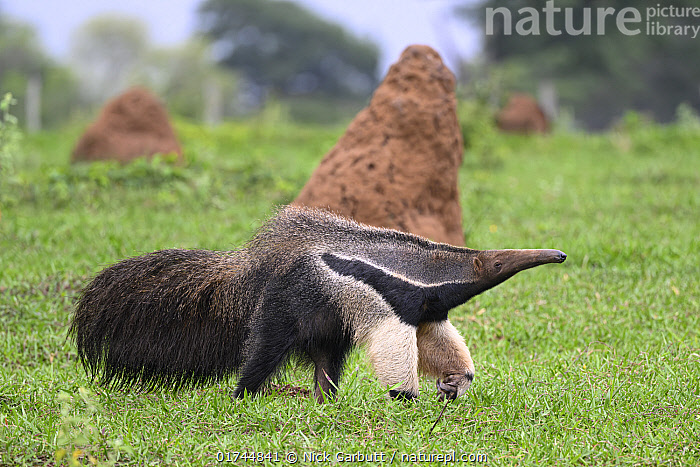 Stock photo of Giant ant eater (Myrmecophaga tridactyla) walking past a ...