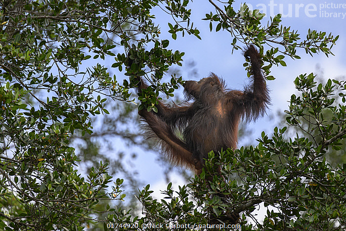 Stock photo of Bornean orangutan (Pongo pygmaeus) sub-adult, feeding on ...