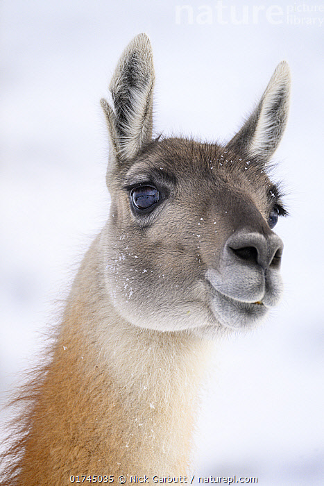 Stock photo of Guanaco (Lama guanicoe) head portrait, Torres del Paine ...