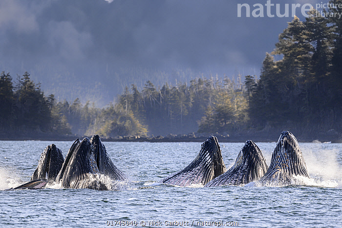 Stock photo of Pod of Humpback whales (Megaptera novaeangliae) lunge ...