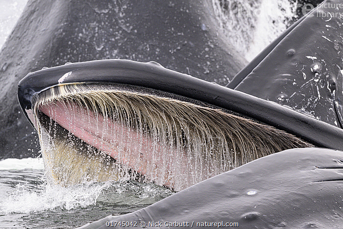Stock photo of Humpback whales (Megaptera novaeangliae) lunge / bubble ...