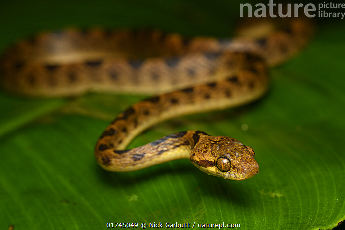 Stock photo of RF - Northern cat-eyed snake (Leptodeira septentrionalis ...