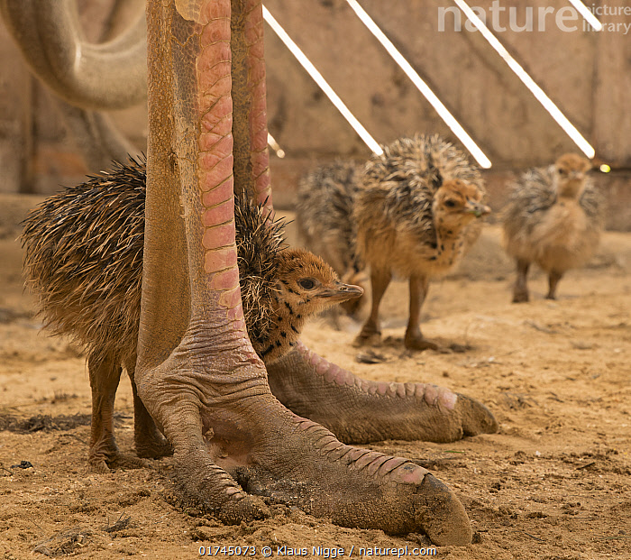 Ostrich Feet People 67 Ostrich Feet Stock Photos, High Res Pictures,
