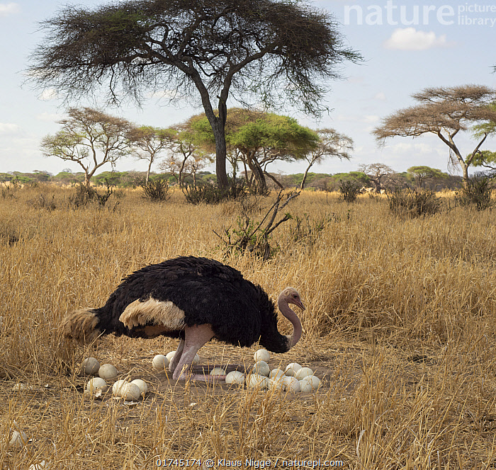 Ostrich Habitat The Decline Of Ostrich Population: Unveiling
