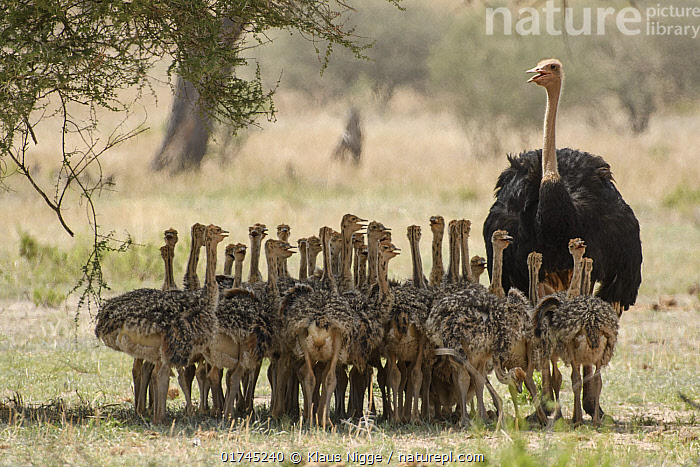 Stock photo of Masai ostrich (Struthio camelus massaicus) male with ...