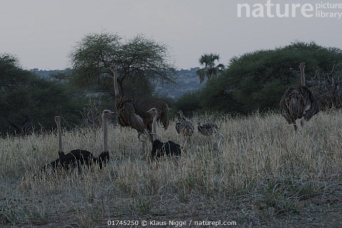 Stock photo of Group of Masai ostriches (Struthio camelus massaicus ...