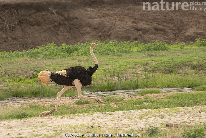Stock photo of Masai ostrich (Struthio camelus massaicus) male, running ...