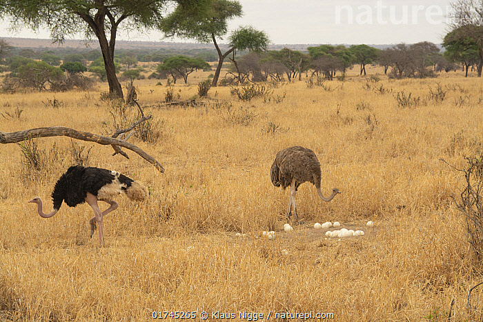 Stock photo of Masai ostriches (Struthio camelus massaicus) pair at ...