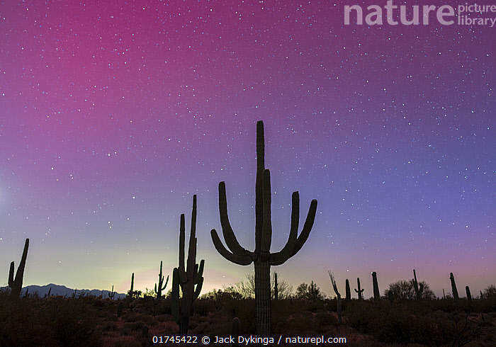 Desert Night Sky Cactus