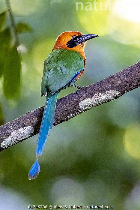 Stock photo of Rufous motmot (Baryphthengus martii) perched on a branch ...