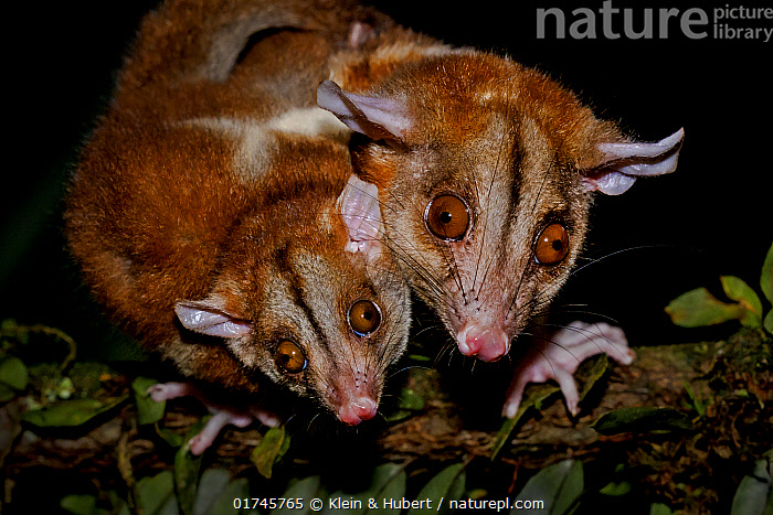 Stock photo of Central American woolly opossum (Caluromys derbianus ...
