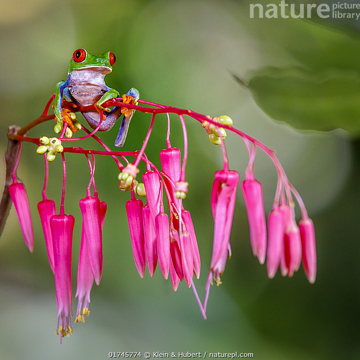 Stock photo of Red-eyed tree frog (Agalychnis callidryas) sitting on ...
