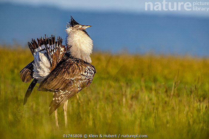 Kori Bustard