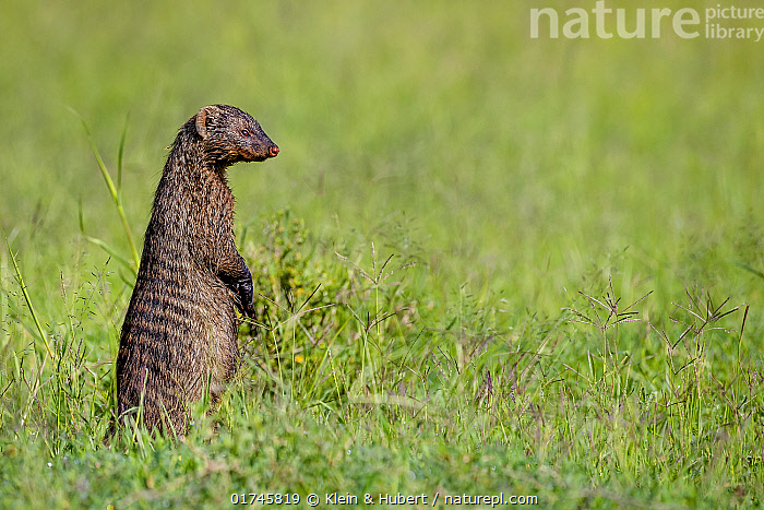 Stock photo of Banded mongoose (Mungo mungo) pregnant female wet from ...