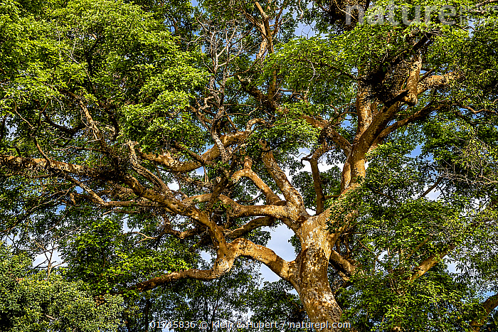 Stock photo of Sycamore fig tree (Ficus sycomorus), Kenya.. Available ...