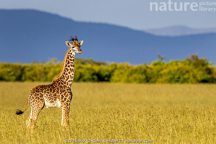 Masai Giraffe Pattern